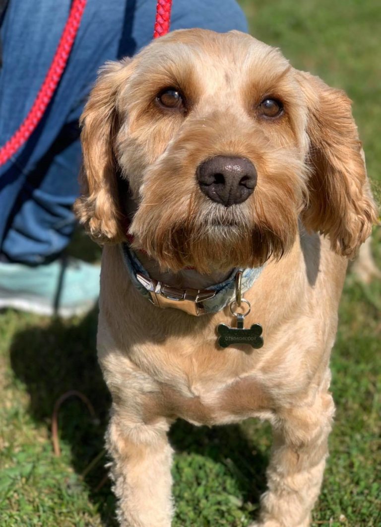 **ADOPTED** GEORGE | Helping Yorkshire Poundies