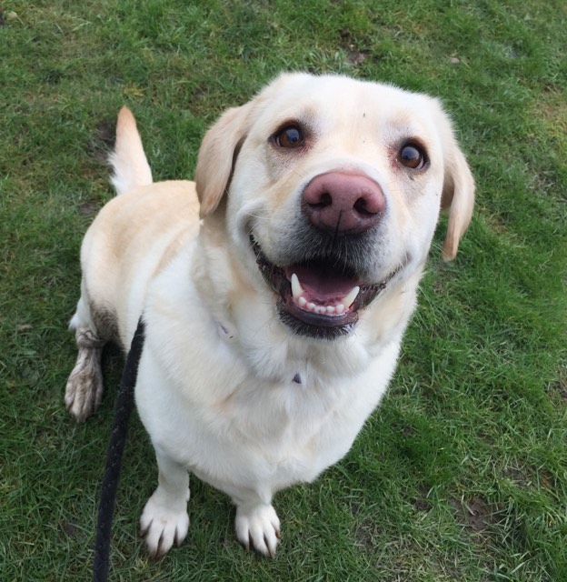 **ADOPTED** MARLEY – lovely roly poly Labrador | Helping Yorkshire Poundies
