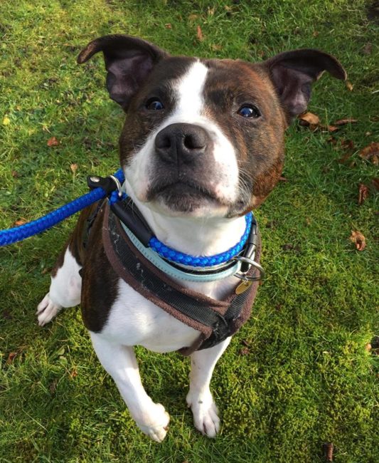 **ADOPTED** RYAN – dinky friendly little Staffy | Helping Yorkshire ...