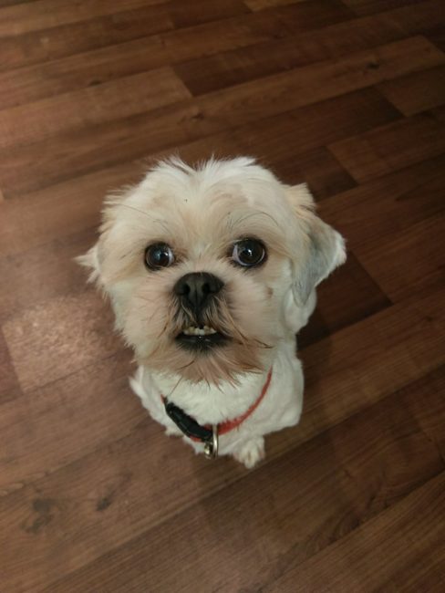 **ADOPTED** MILO – gorgeous little cat friendly Lhasa | Helping ...