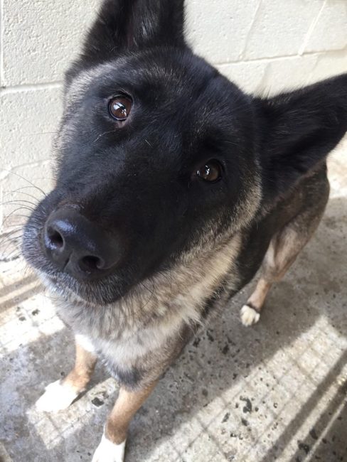 **ADOPTED** WISPA – stunning young Akita cross | Helping Yorkshire Poundies