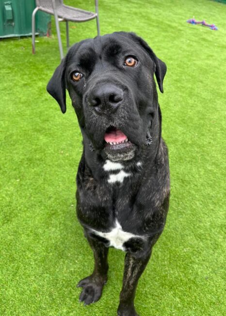 FRANKLIN | Helping Yorkshire Poundies