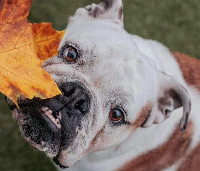 **ADOPTED** DAVE | Helping Yorkshire Poundies