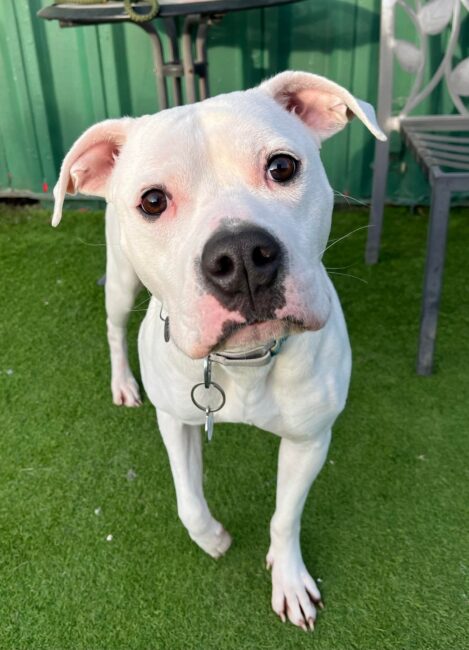 **ADOPTED** NELLY | Helping Yorkshire Poundies