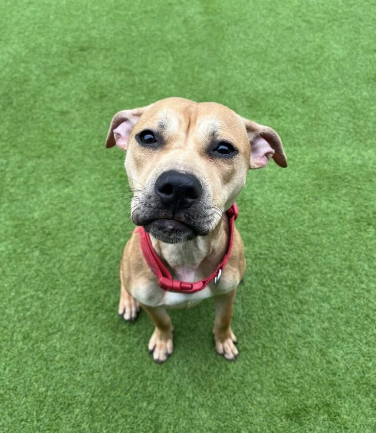 **ADOPTED** ROO | Helping Yorkshire Poundies