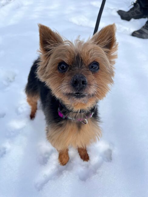 **ADOPTED** RUBY | Helping Yorkshire Poundies