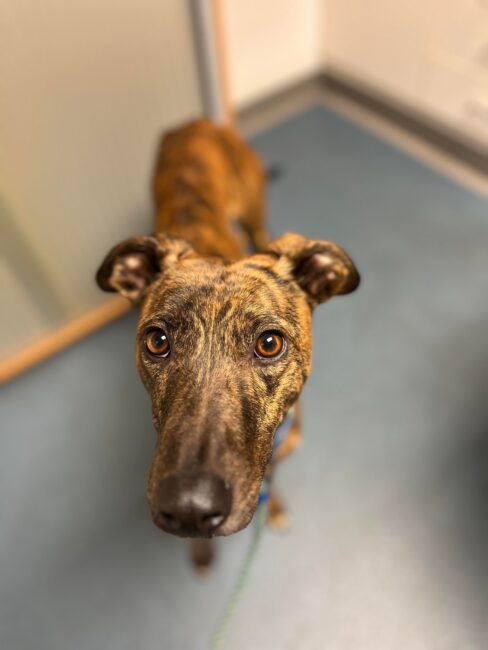 **ADOPTED** NEVILLE | Helping Yorkshire Poundies