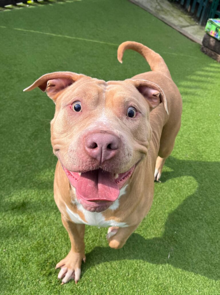 **ADOPTED** PEACHES | Helping Yorkshire Poundies