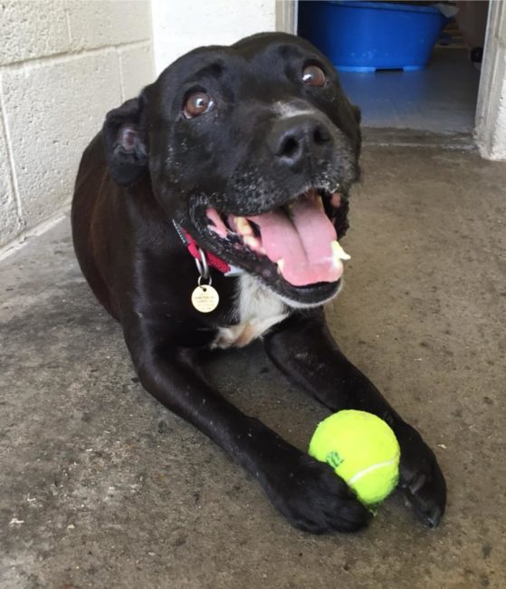 **ADOPTED** STEFFI – gorgeous Staffy great with children | Helping ...