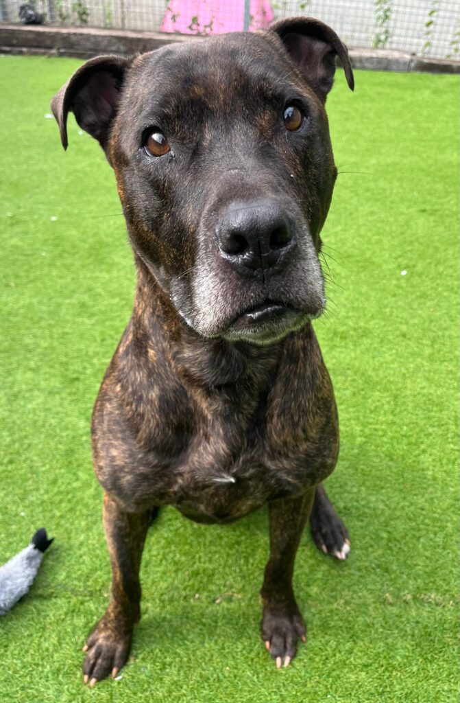 **ADOPTED** PUPPIES – 8 ADORABLE AMERICAN BULLDOG STAFFY CROSS PUPPIES ...