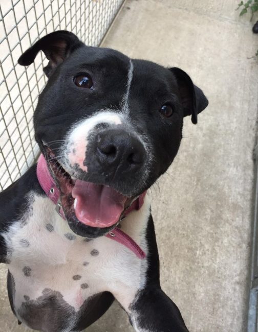 **ADOPTED** BETSY – lovely young Staffy | Helping Yorkshire Poundies