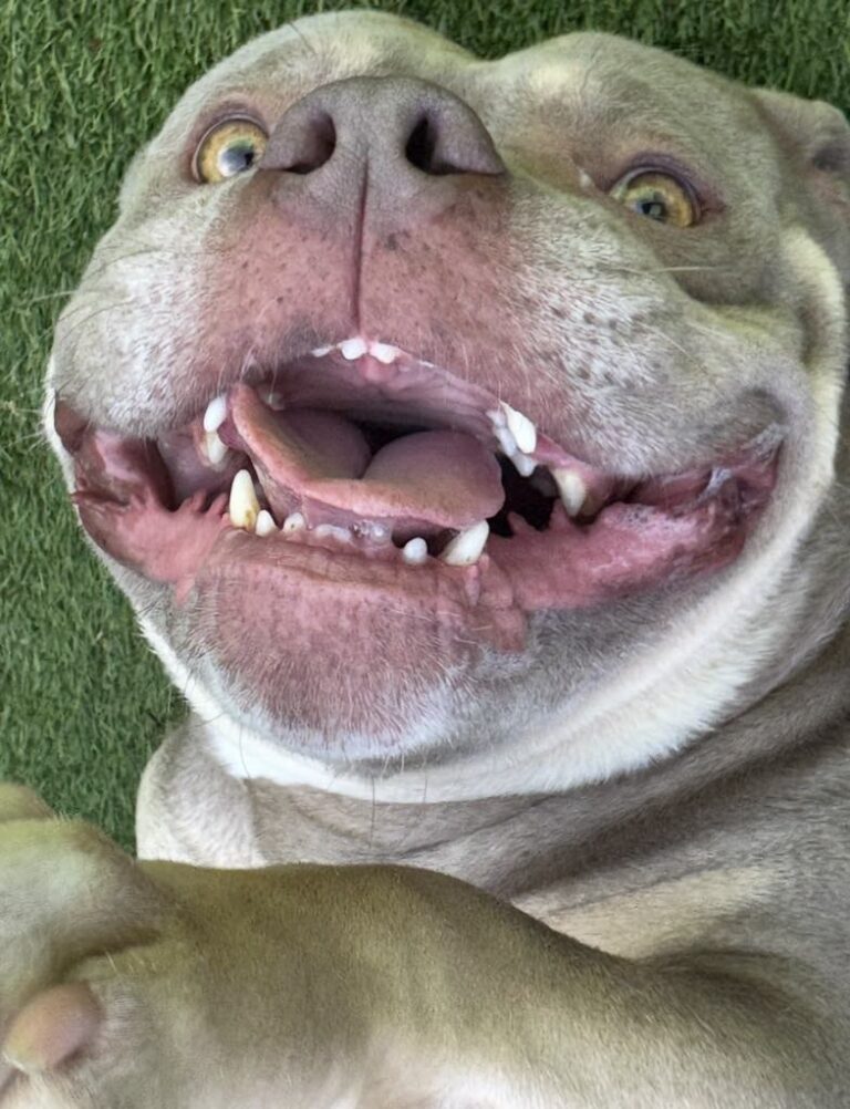 **ADOPTED** TRUFFLE | Helping Yorkshire Poundies