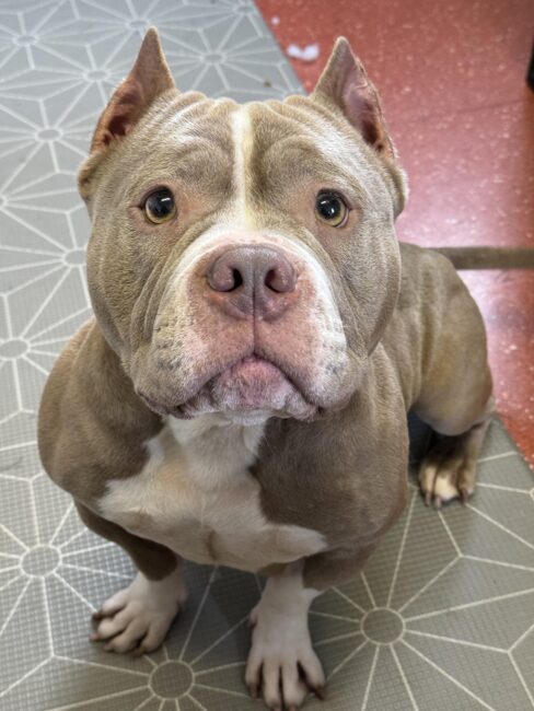 **ADOPTED** GRETAL | Helping Yorkshire Poundies