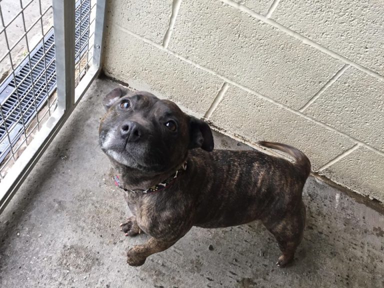 **ADOPTED** MYA – tiny little Staffy | Helping Yorkshire Poundies