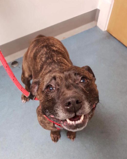 **ADOPTED** MYA – tiny little Staffy | Helping Yorkshire Poundies