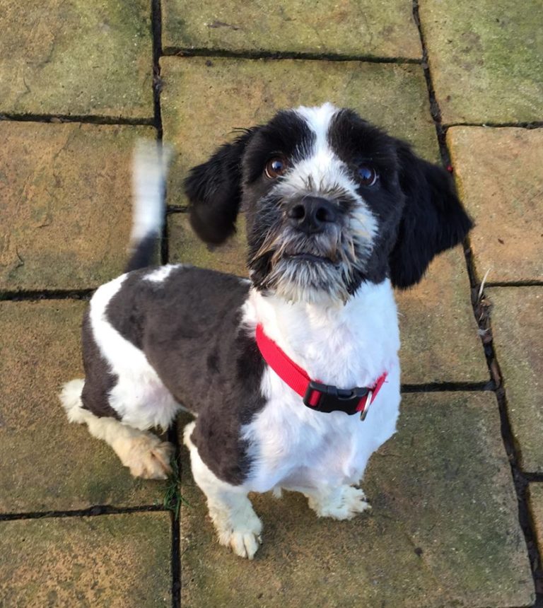 **ADOPTED** ALBIE – active young Springer cross | Helping Yorkshire ...