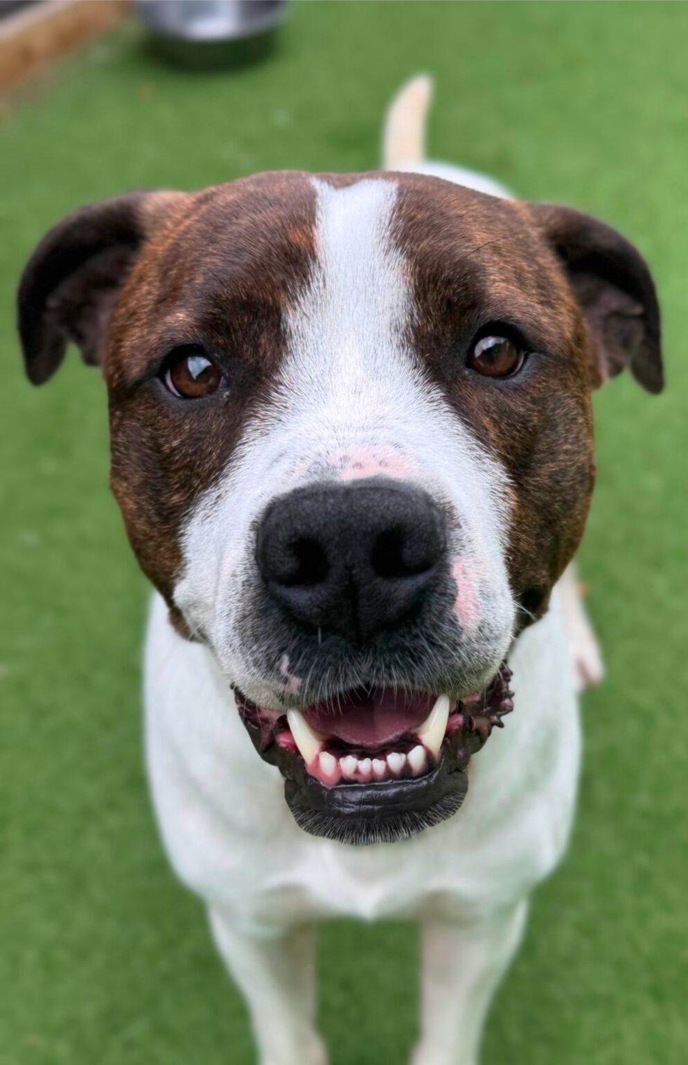 **ADOPTED** FINLAY | Helping Yorkshire Poundies