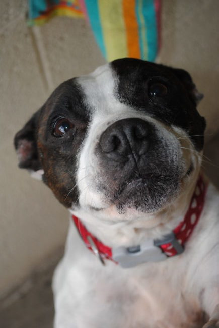 **ADOPTED** SKY – lovely little Staffy | Helping Yorkshire Poundies