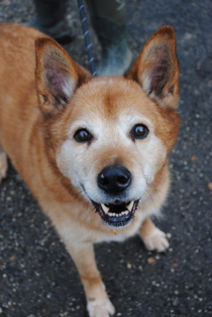 **ADOPTED** RON – gentle golden oldie Akita cross | Helping Yorkshire ...