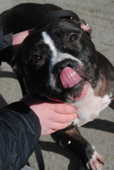 **ADOPTED** DYNA – super loving young little Staffy girl | Helping ...